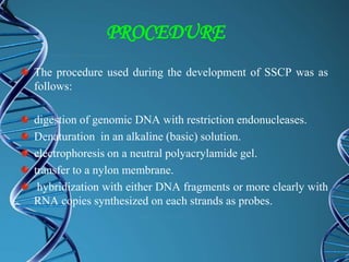 Molecular markr sscp | PPT