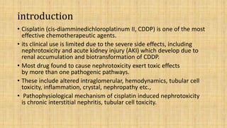 Molecular mechanism involved in cisplatin induced nephrotoxicity | PPT