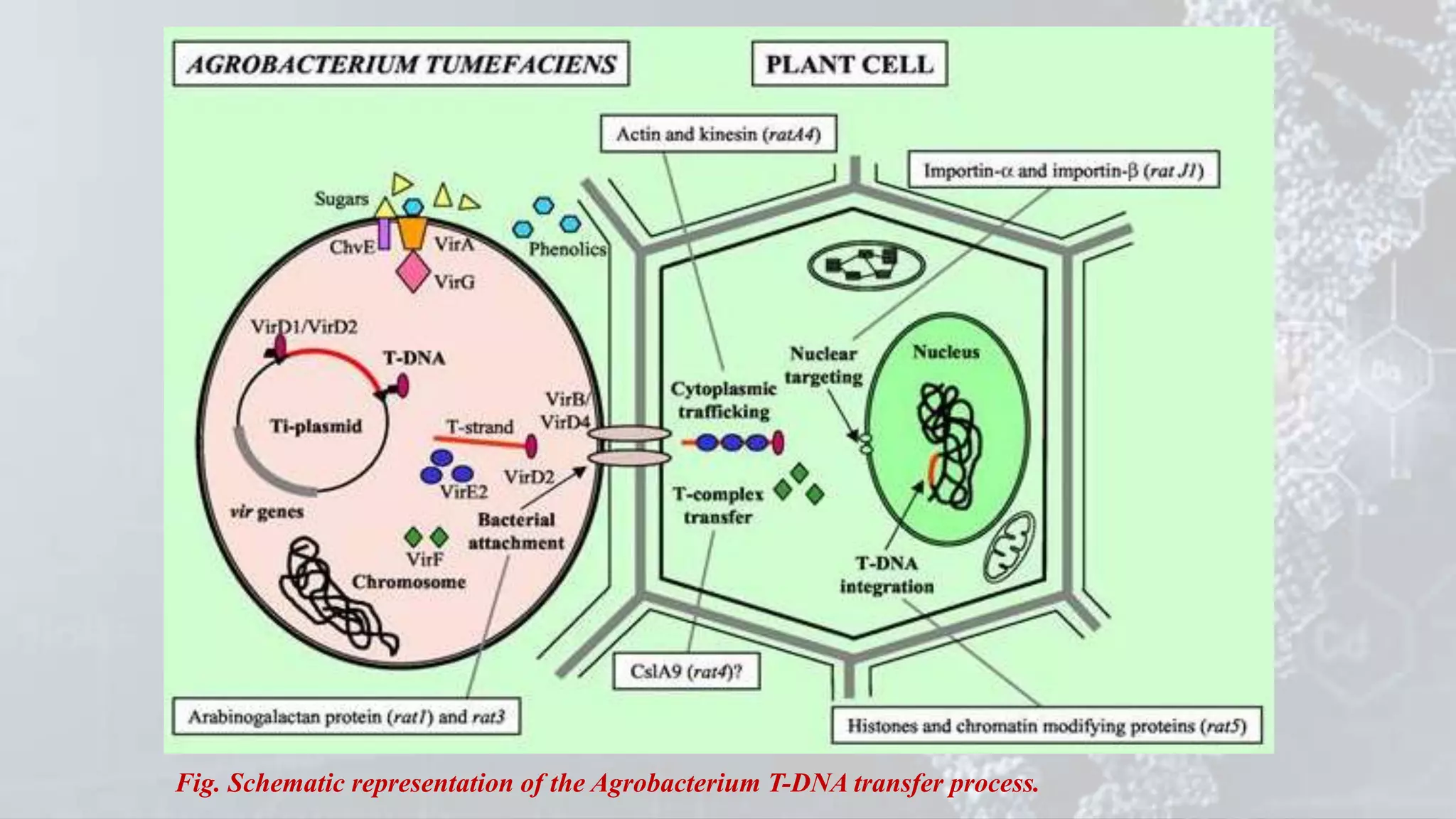 Molecular mechanism of Agrobacterium mediated transformation.pptx