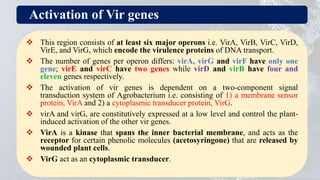 Molecular mechanism of Agrobacterium mediated transformation.pptx
