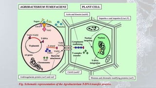 Molecular mechanism of Agrobacterium mediated transformation.pptx