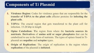 Molecular mechanism of Agrobacterium mediated transformation.pptx