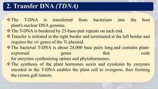 Molecular mechanism of Agrobacterium mediated transformation.pptx