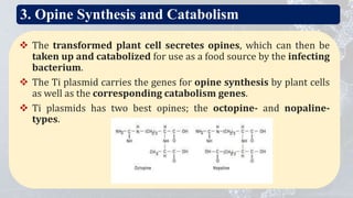 Molecular mechanism of Agrobacterium mediated transformation.pptx
