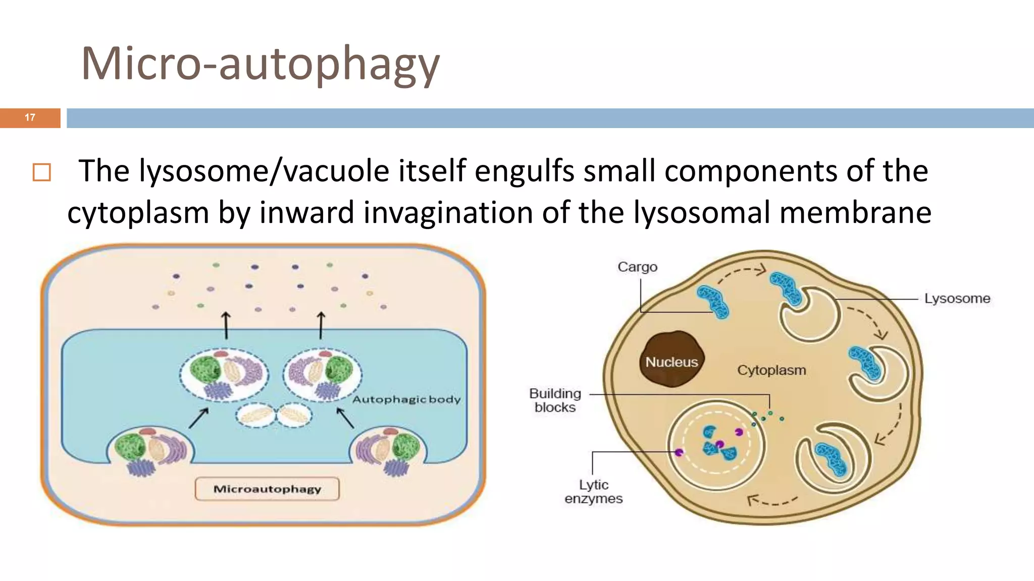 Autophagy | PPTX