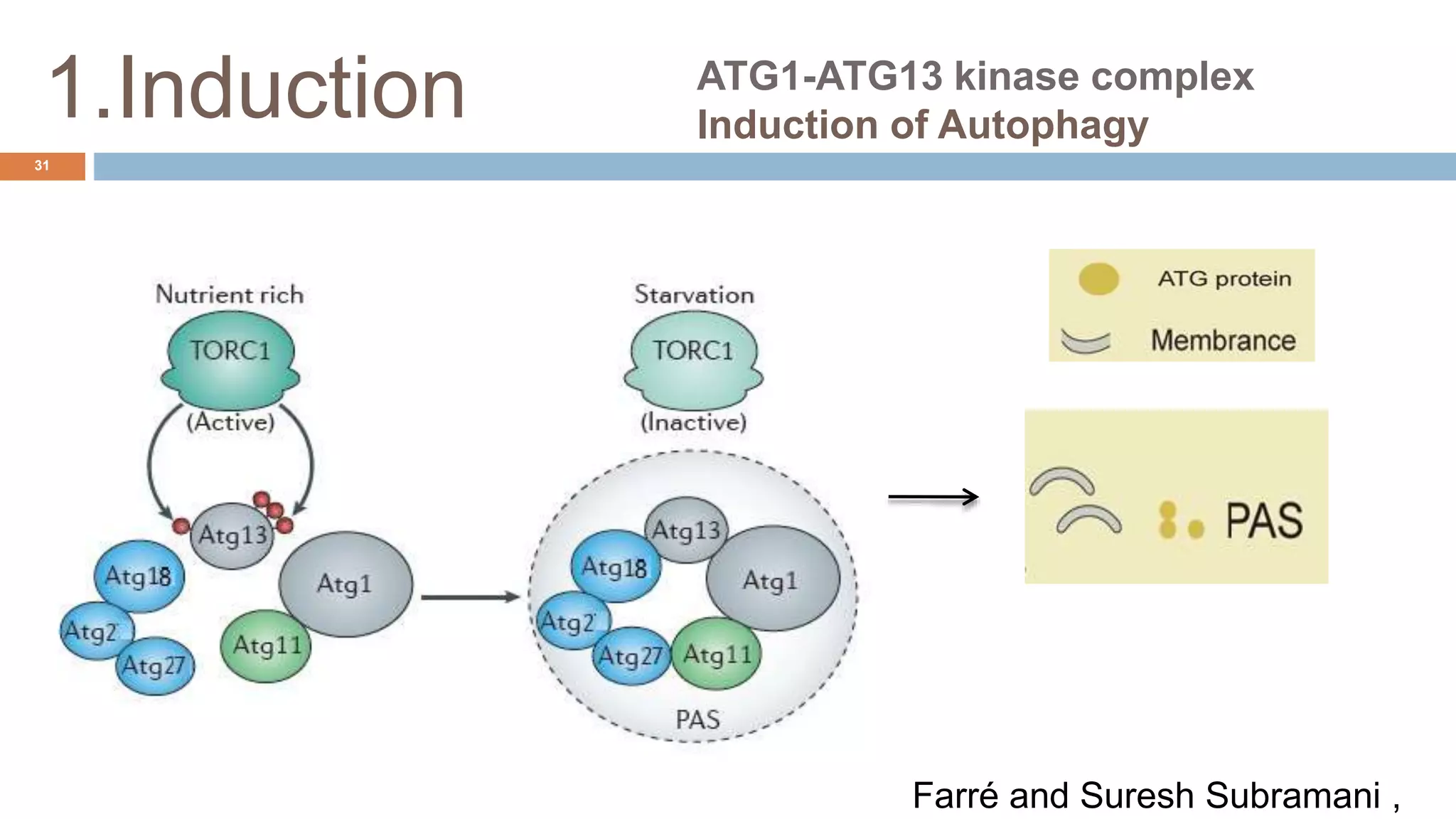 Autophagy | PPTX