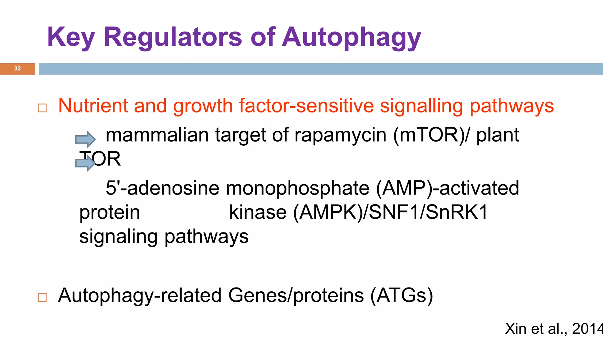Autophagy | PPTX