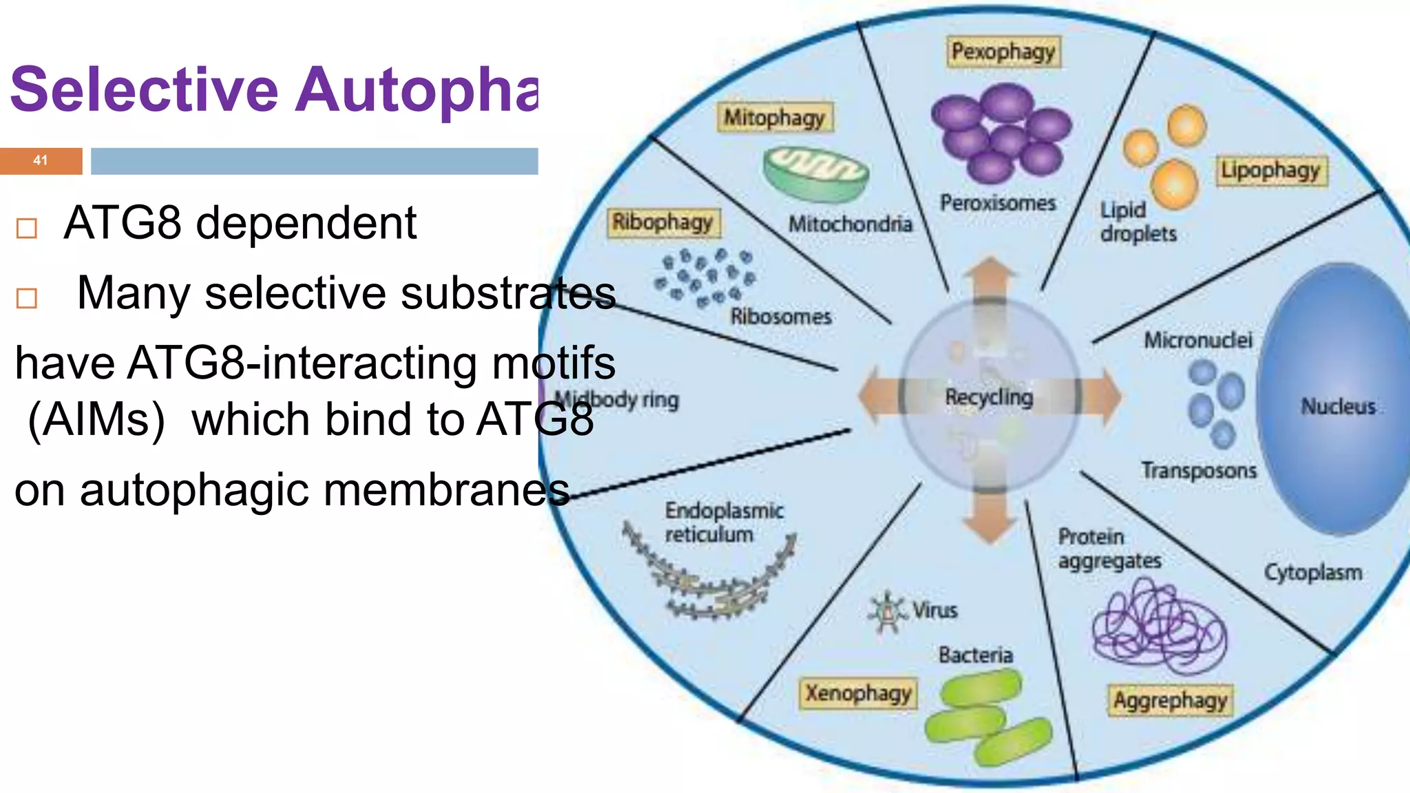 Autophagy | PPTX