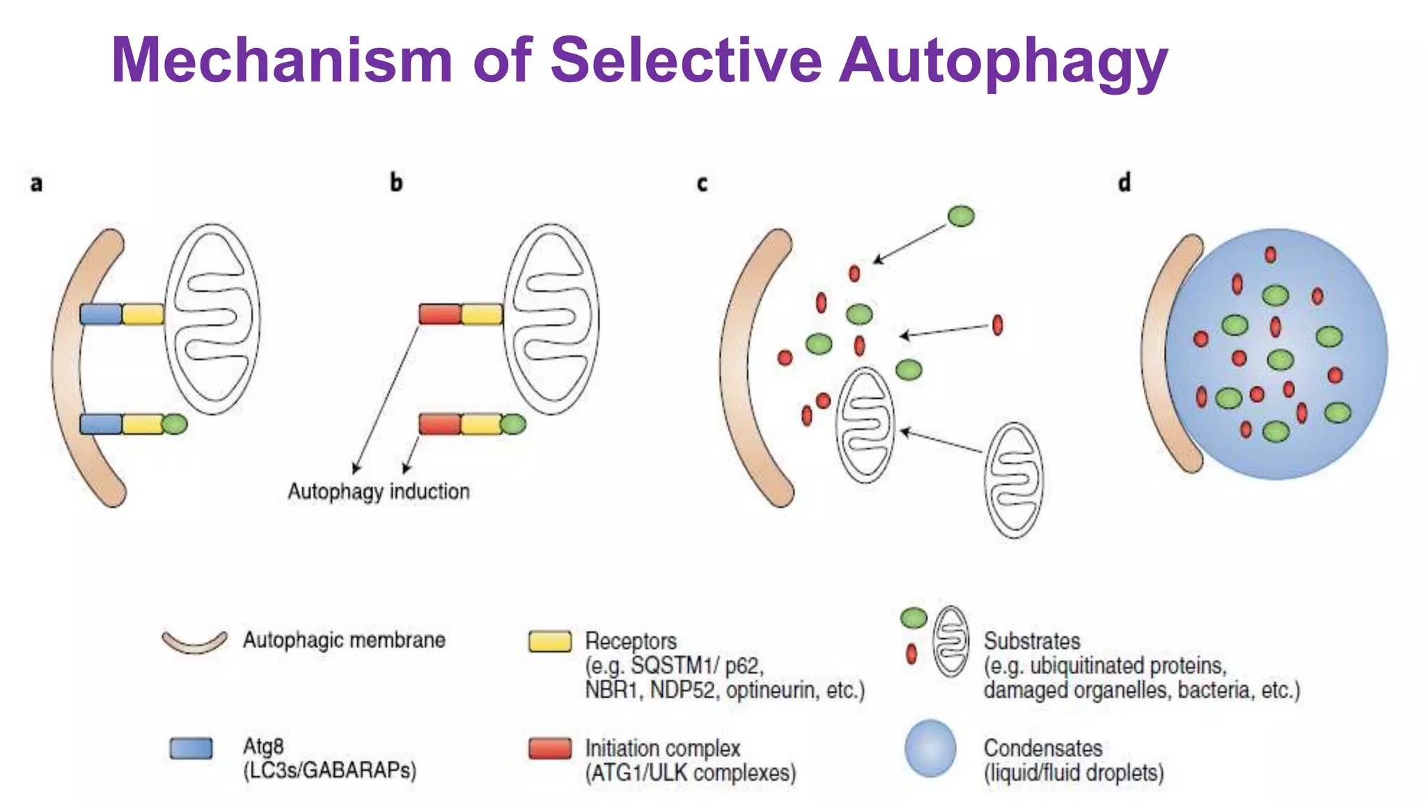 Autophagy | PPTX