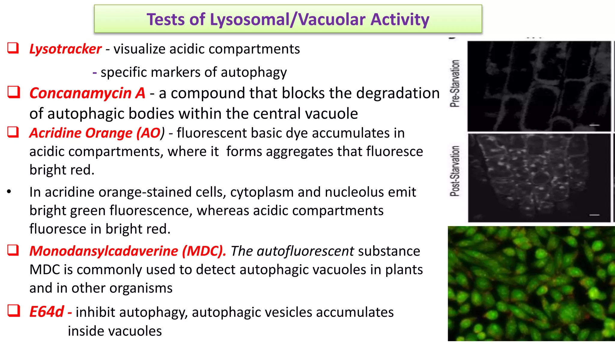 Autophagy | PPTX