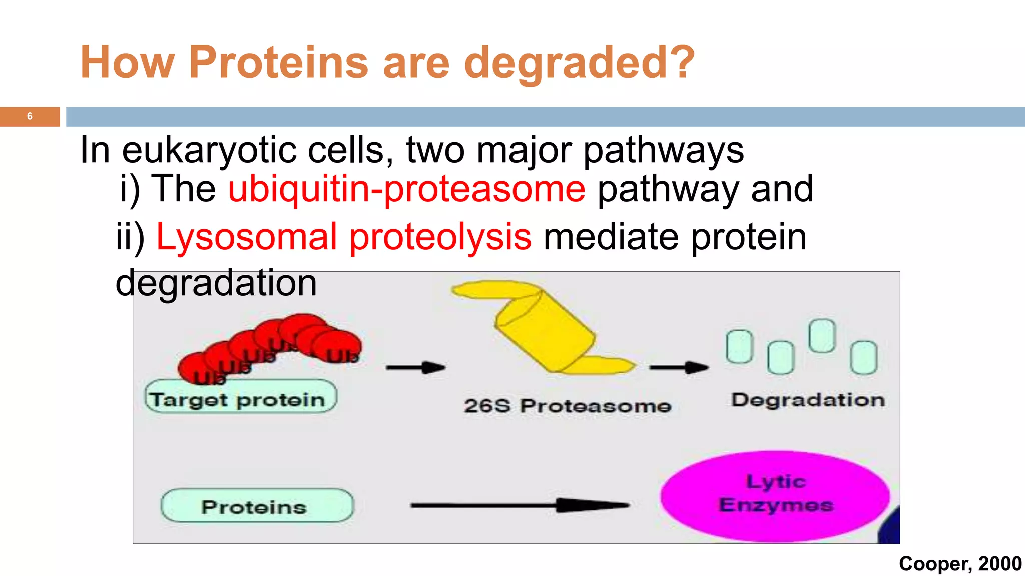 Autophagy | PPTX