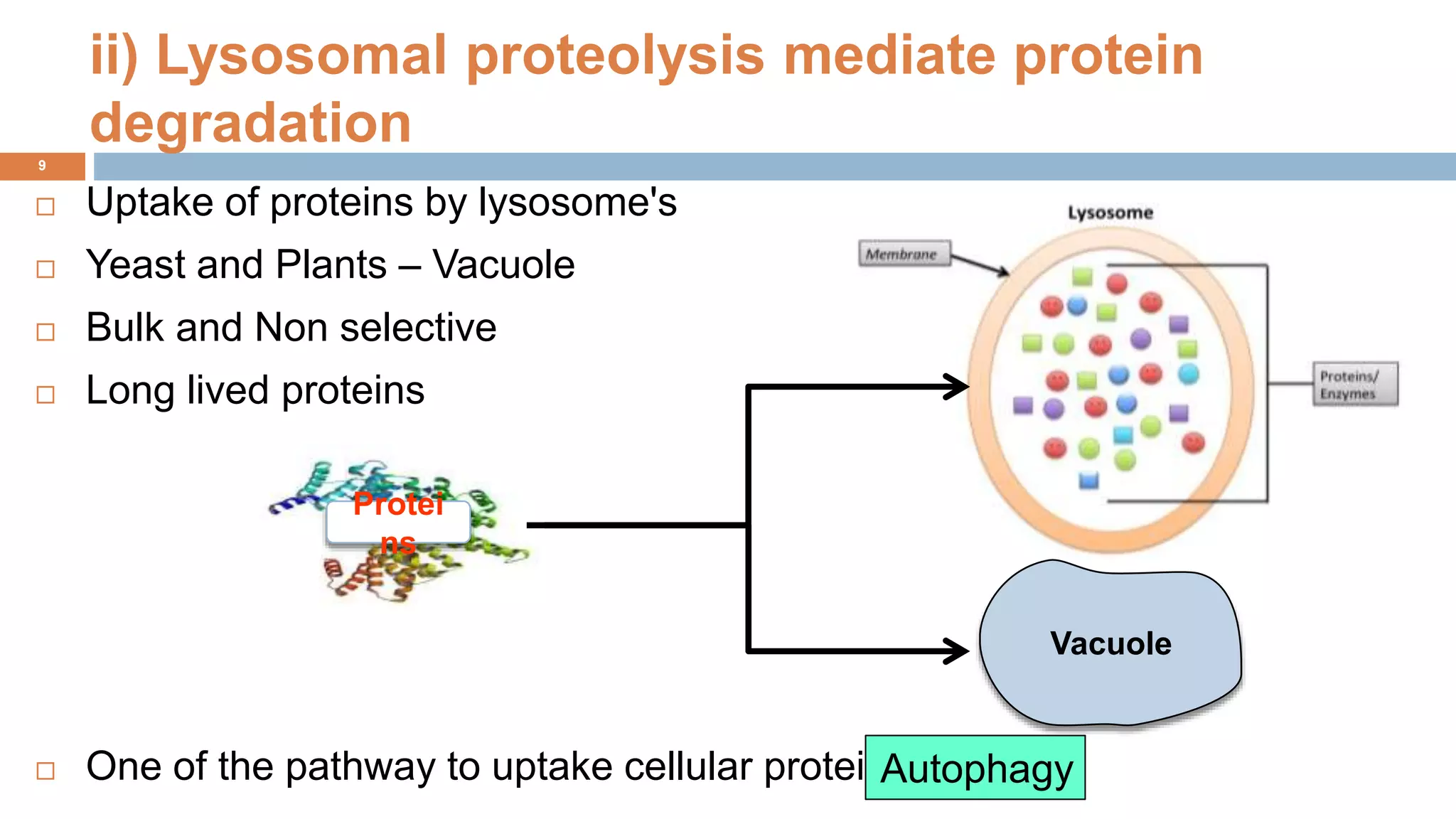 Autophagy | PPTX