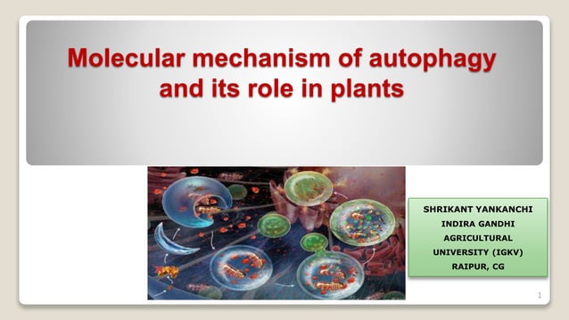 Autophagy | PPTX | Biological Sciences | Science