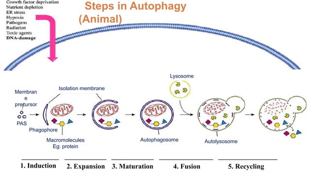 Autophagy | PPTX | Biological Sciences | Science