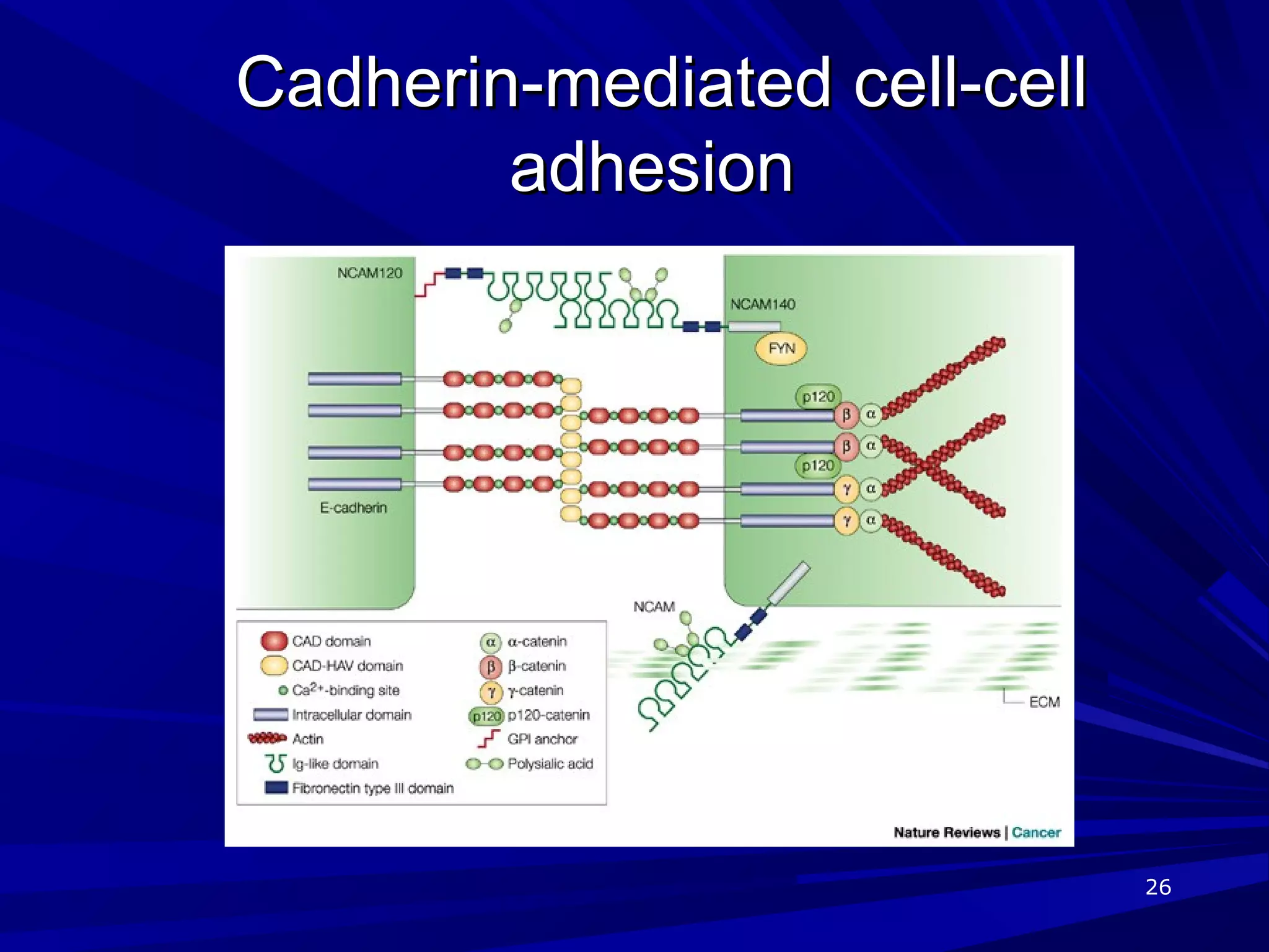 Molecular mechanism of cancer metastasis | PPT | Cancer | Diseases and ...
