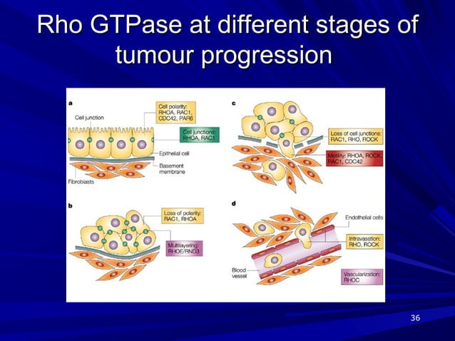 Molecular mechanism of cancer metastasis | PPT | Cancer | Diseases and ...