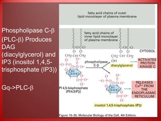 Molecular mechanism of drug action | PPTX