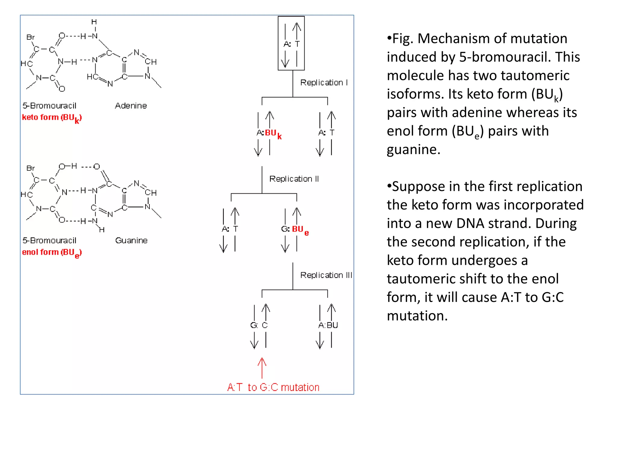 Molecular mechanism of induced mutations | PPTX | Chemistry | Science