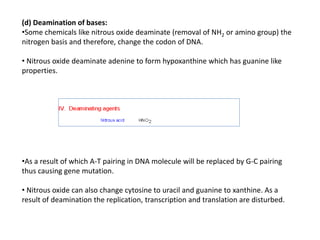 Molecular mechanism of induced mutations | PPTX | Chemistry | Science