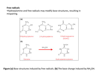 Molecular mechanism of induced mutations | PPTX