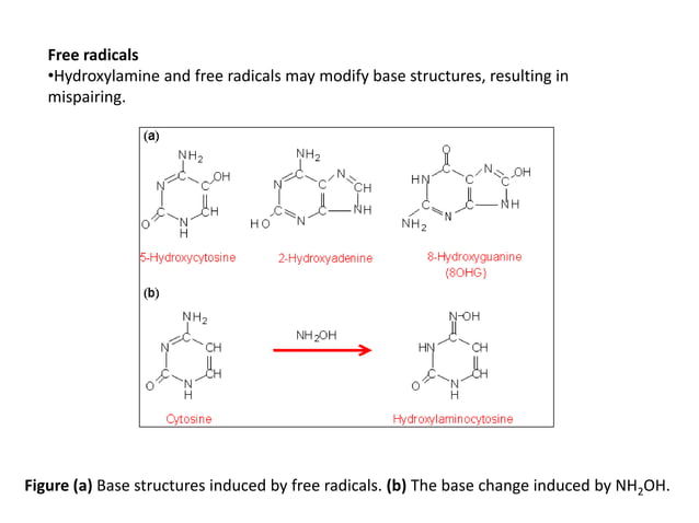 Molecular mechanism of induced mutations | PPTX | Chemistry | Science