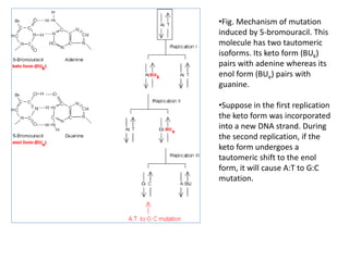 Molecular mechanism of induced mutations | PPTX