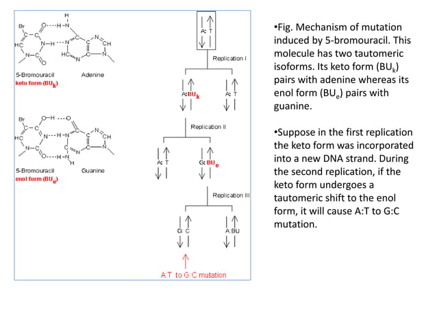 Molecular mechanism of induced mutations | PPTX | Chemistry | Science