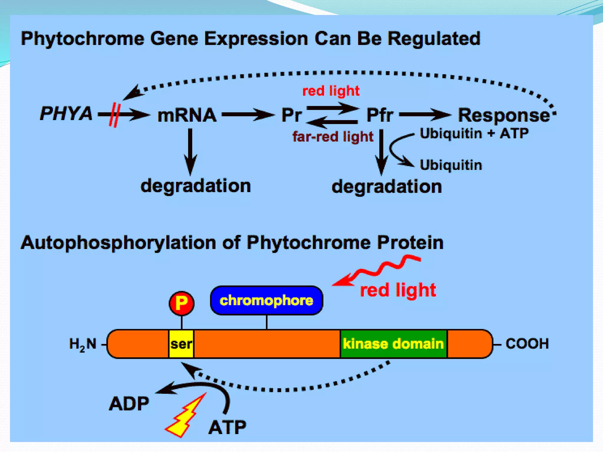 Molecular mechanism of light perception, signal transduction and gene ...