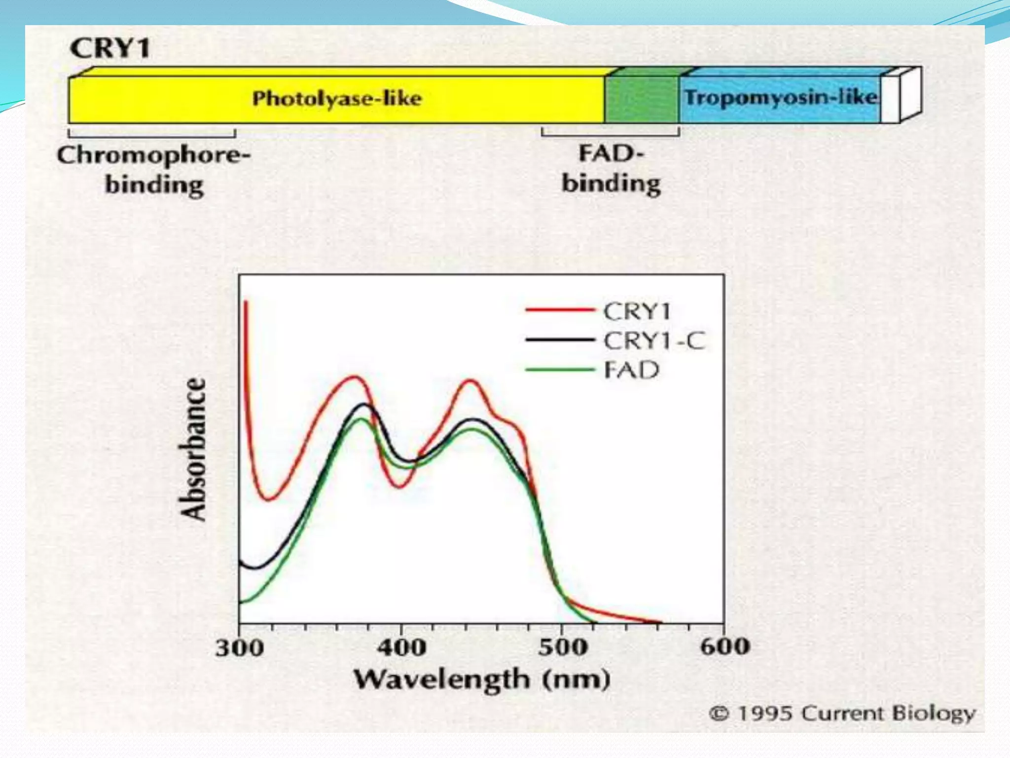 Molecular mechanism of light perception, signal transduction and gene ...