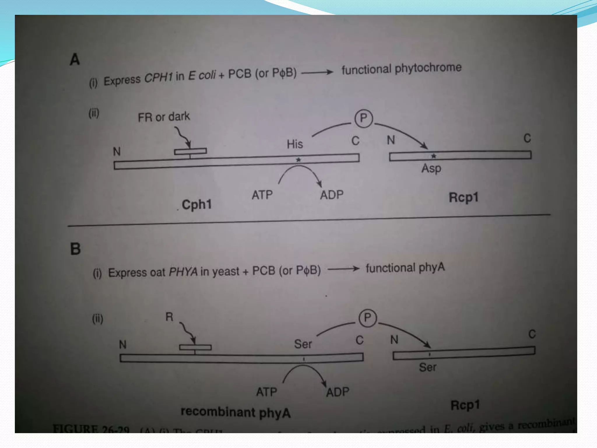 Molecular mechanism of light perception, signal transduction and gene ...