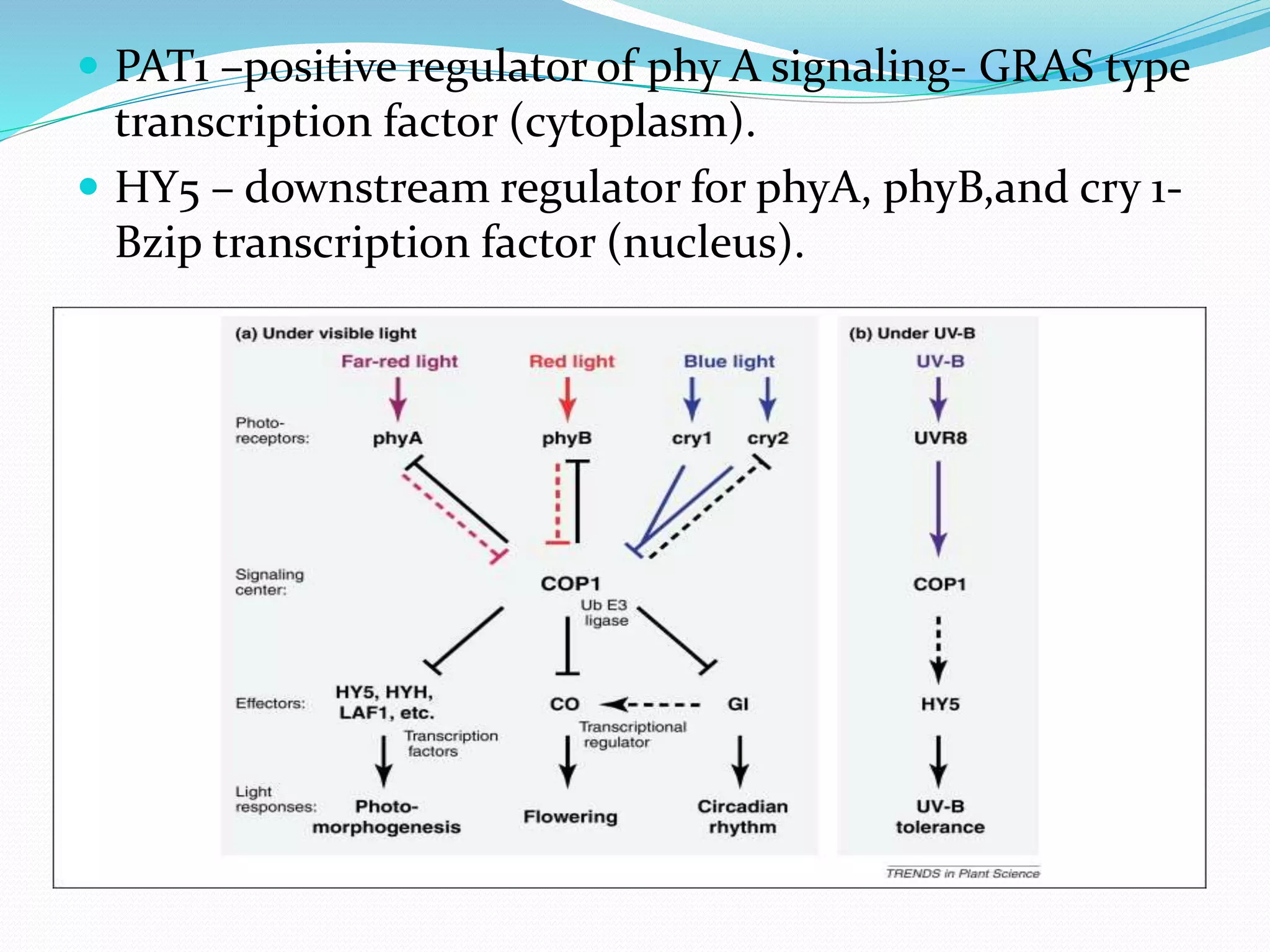 Molecular mechanism of light perception, signal transduction and gene ...