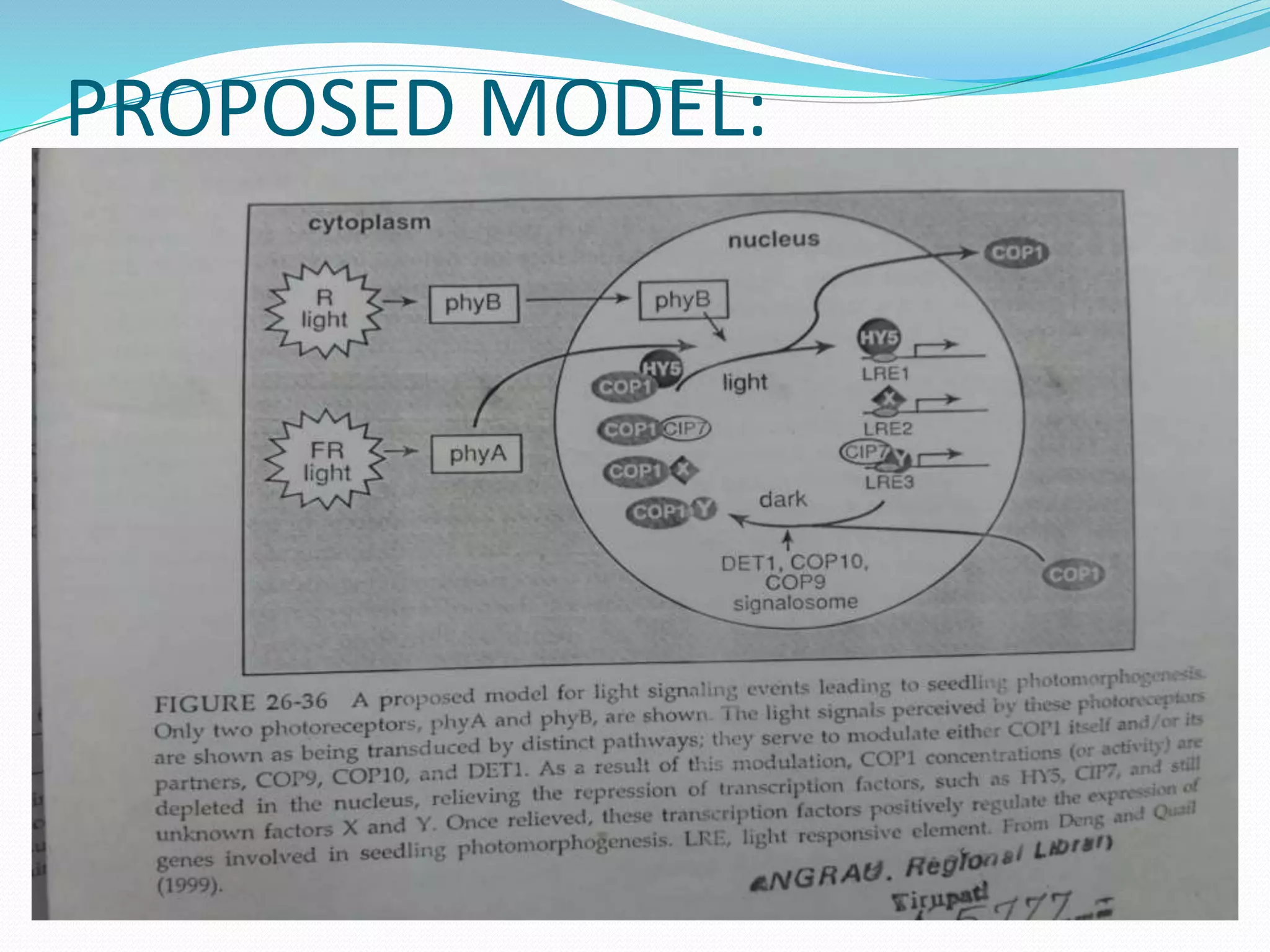 Molecular mechanism of light perception, signal transduction and gene ...