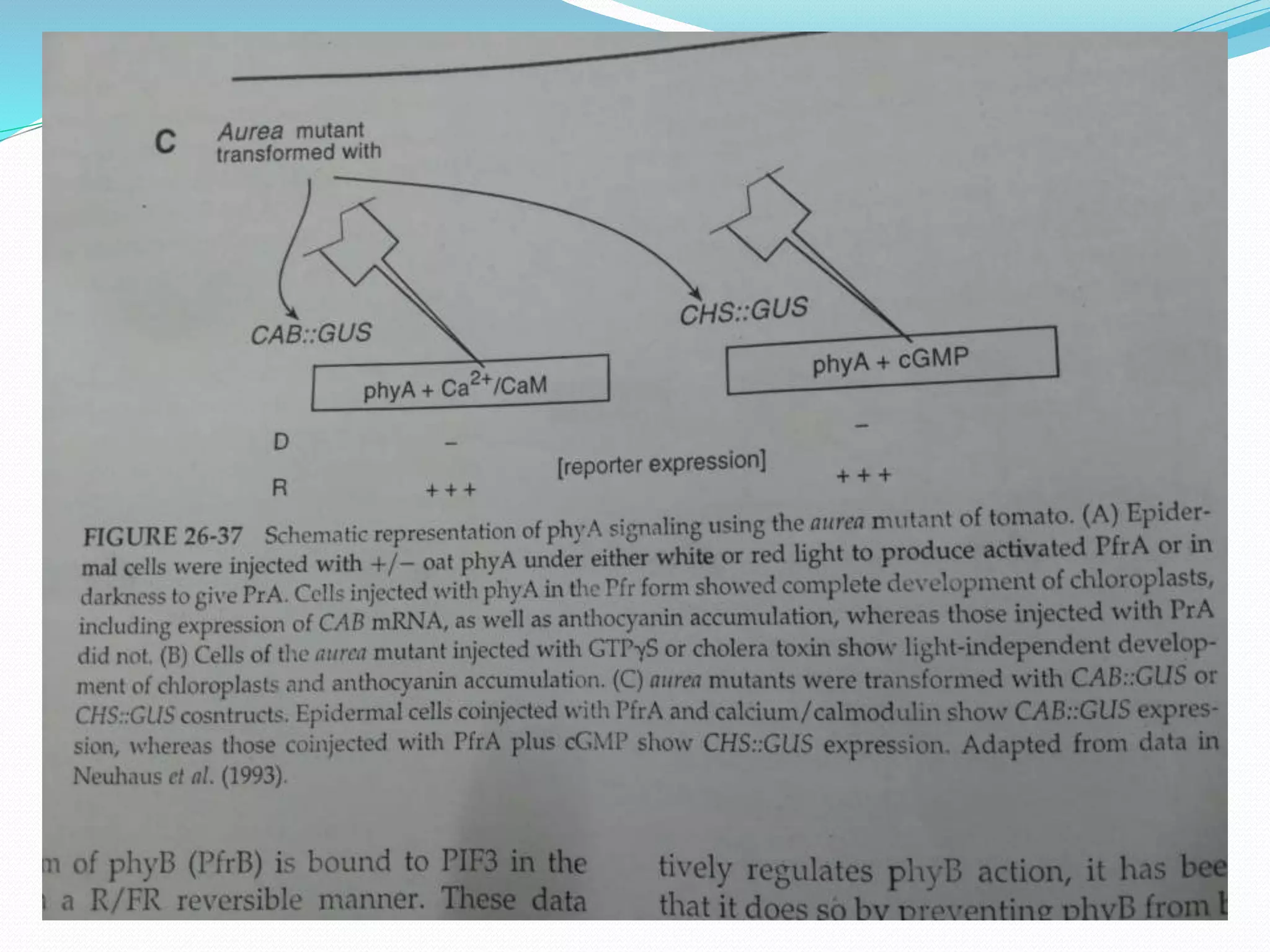Molecular mechanism of light perception, signal transduction and gene ...