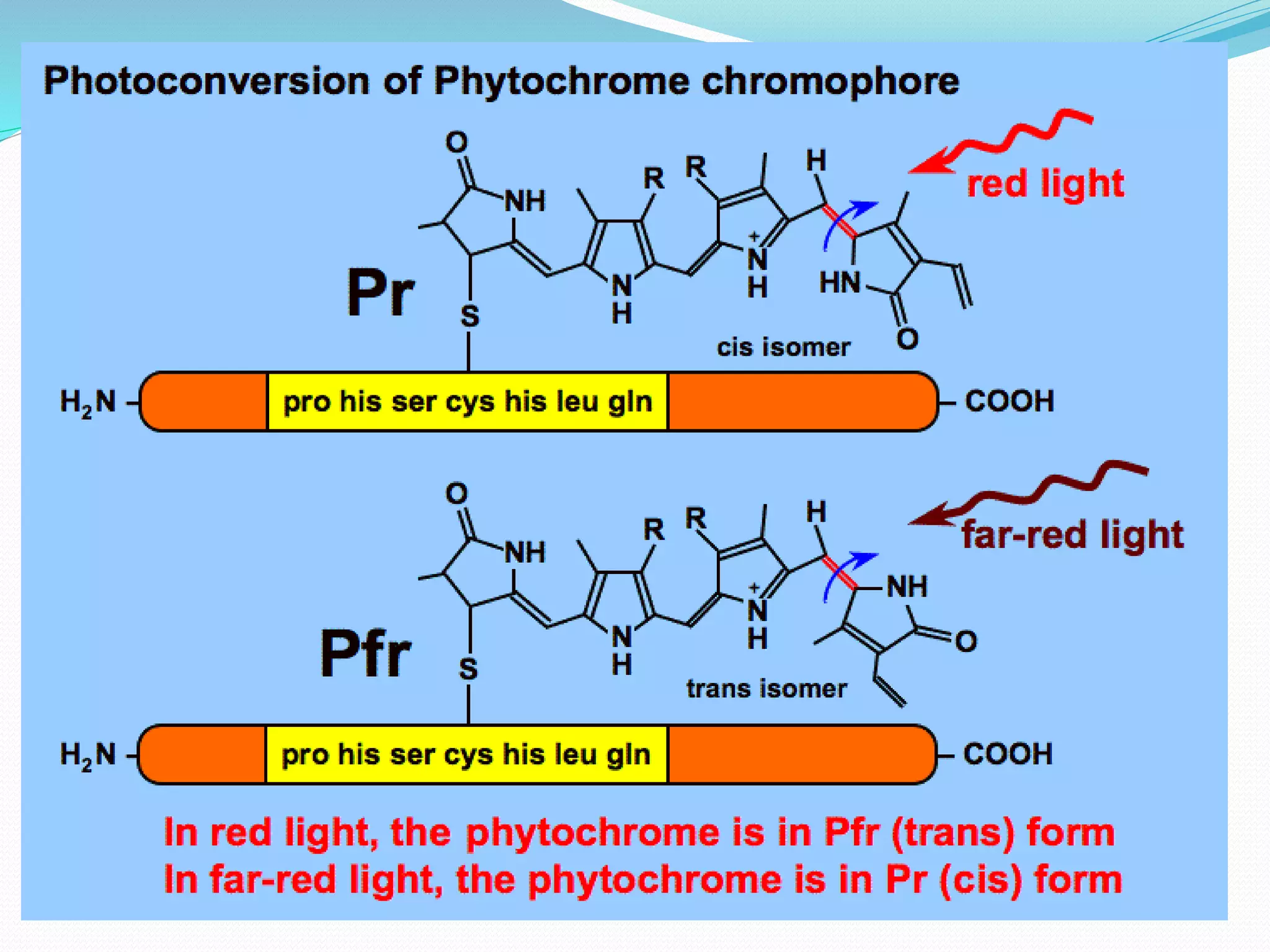 Molecular mechanism of light perception, signal transduction and gene ...