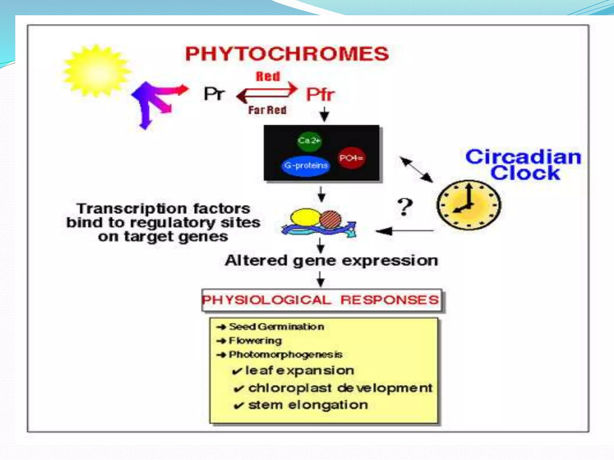 Molecular mechanism of light perception, signal transduction and gene ...