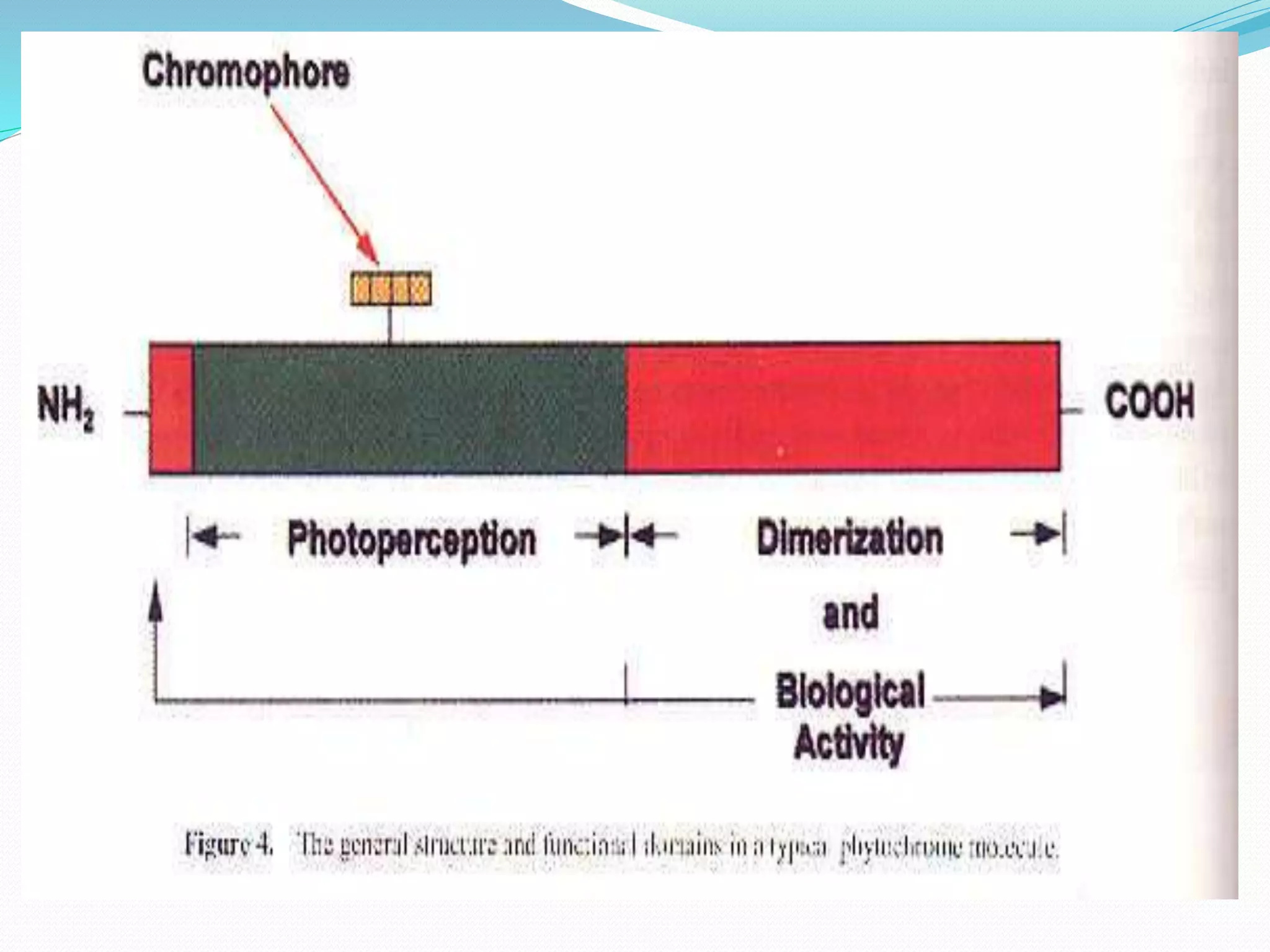 Molecular mechanism of light perception, signal transduction and gene ...