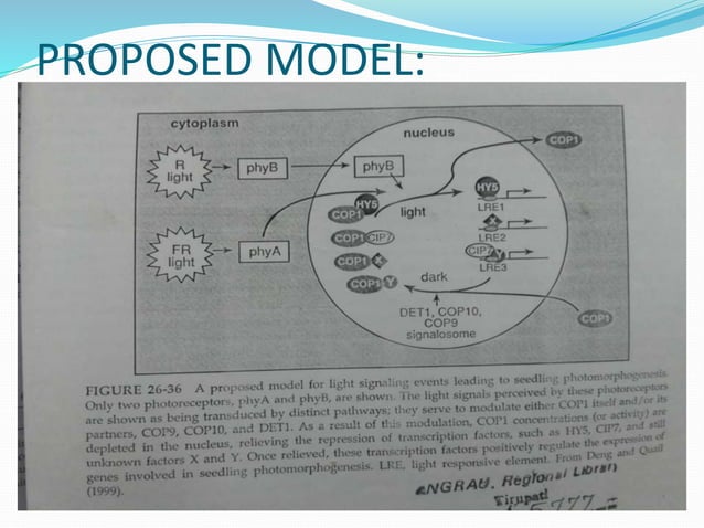 Molecular mechanism of light perception, signal transduction and gene ...