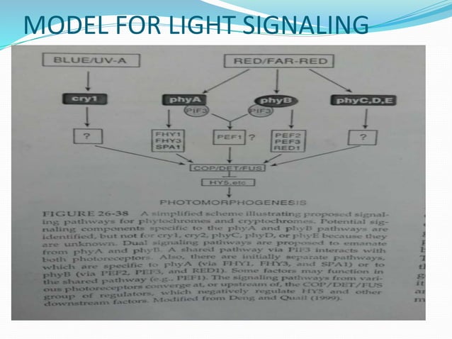 Molecular mechanism of light perception, signal transduction and gene ...
