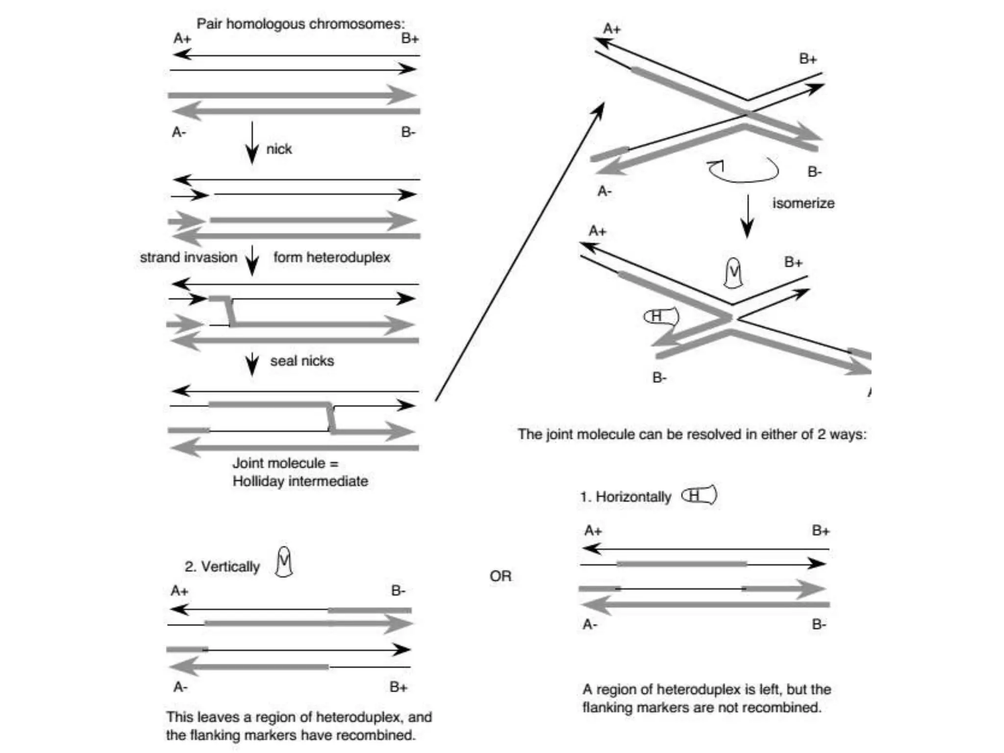 Molecular mechanism of recombination, post meiotic segregation | PPTX