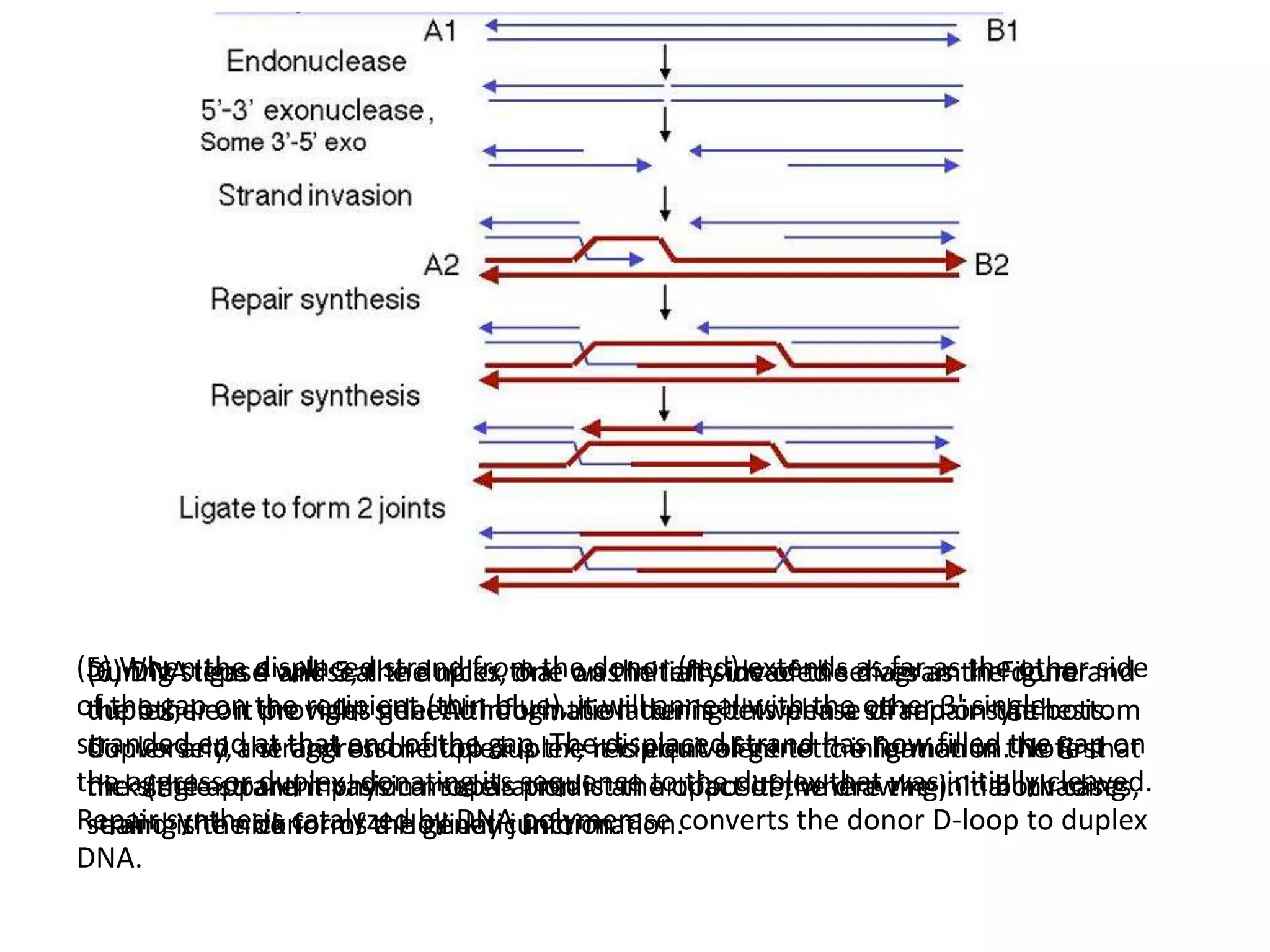 Molecular mechanism of recombination, post meiotic segregation | PPTX