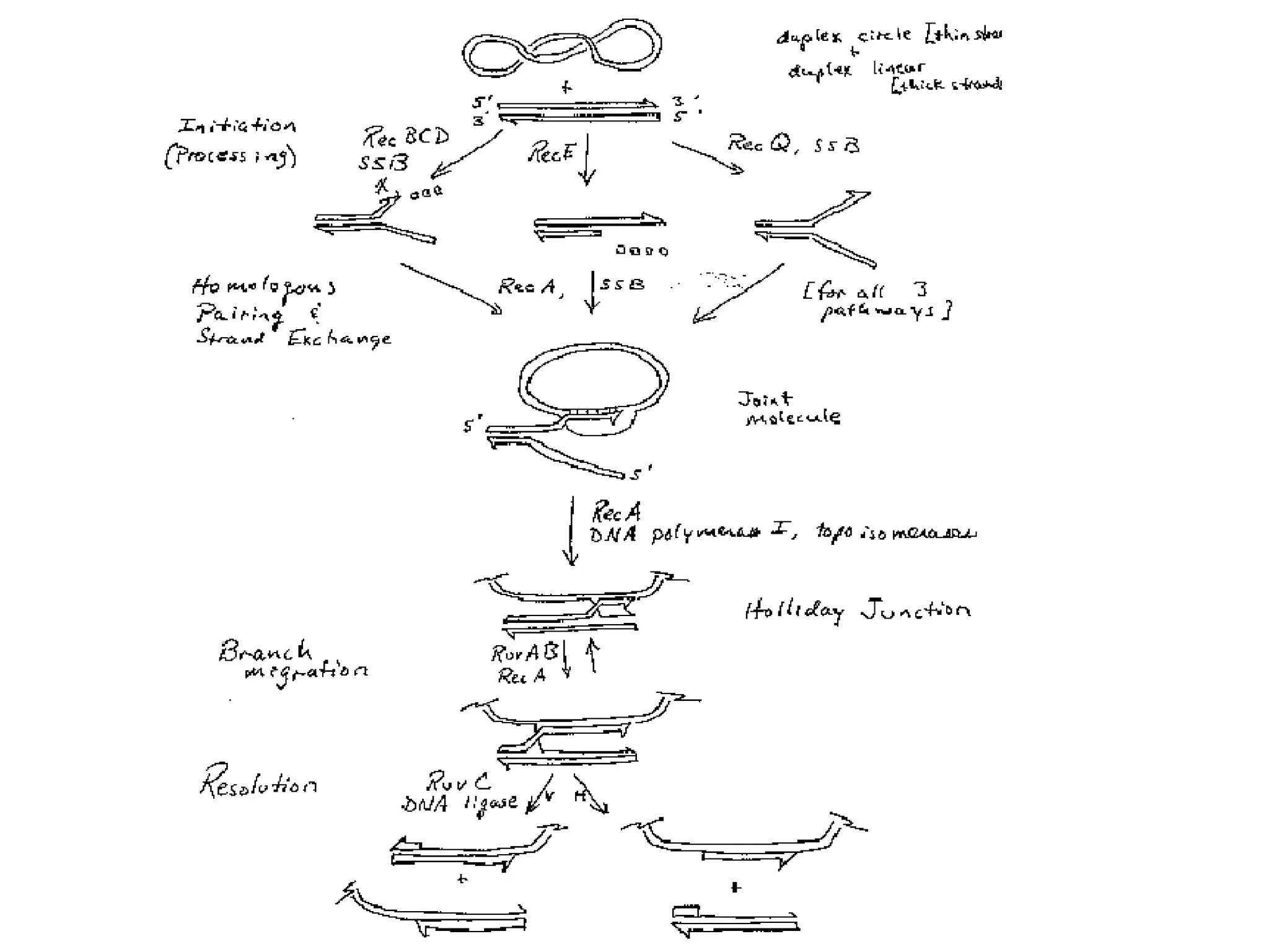 Molecular mechanism of recombination, post meiotic segregation | PPTX