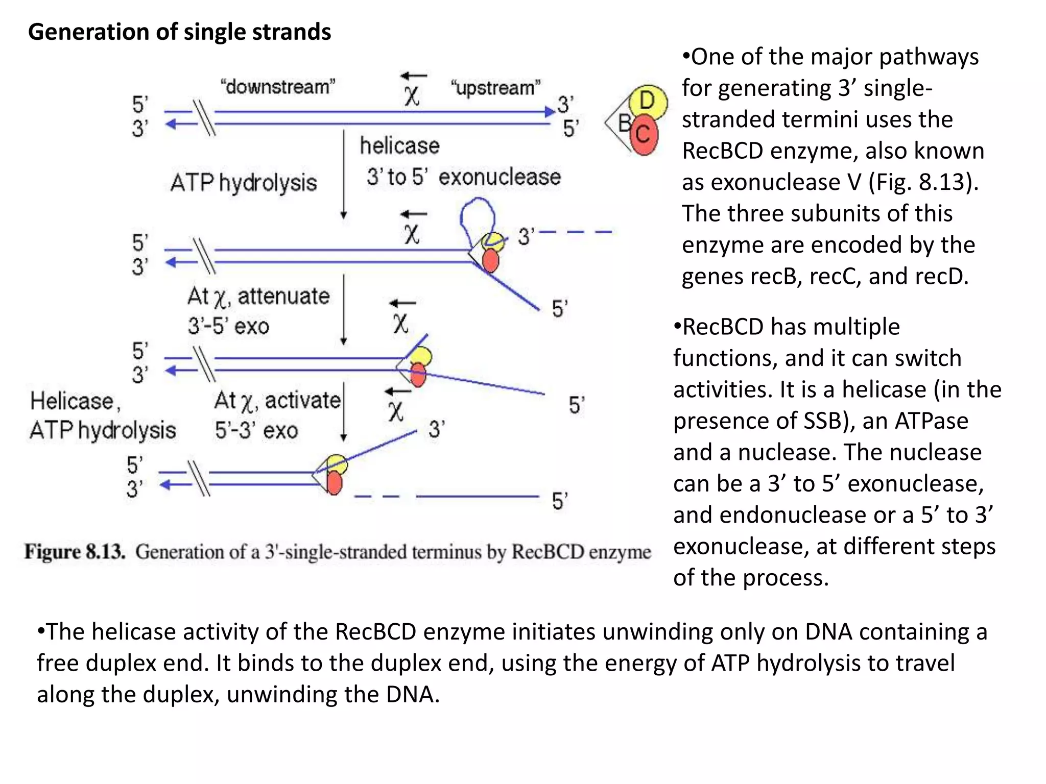 Molecular mechanism of recombination, post meiotic segregation | PPTX