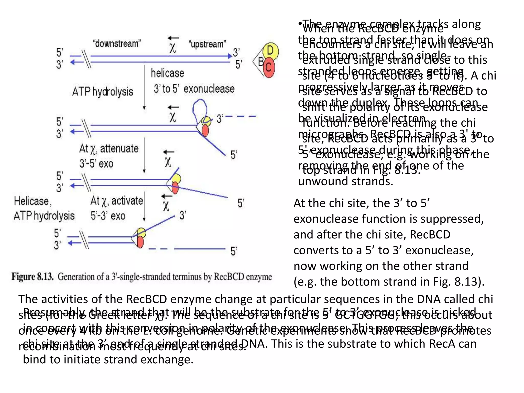 Molecular mechanism of recombination, post meiotic segregation | PPTX