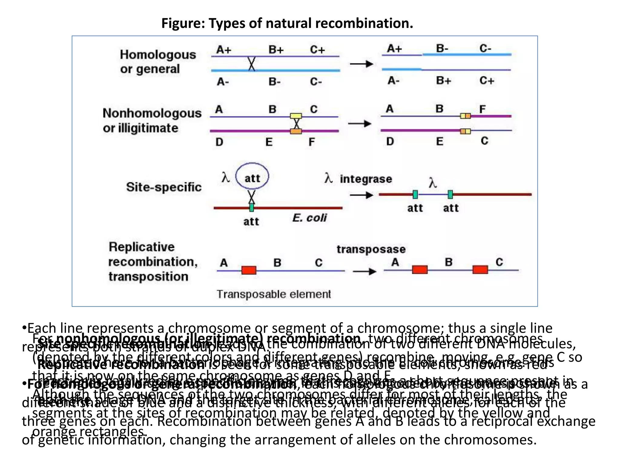 Molecular mechanism of recombination, post meiotic segregation | PPTX