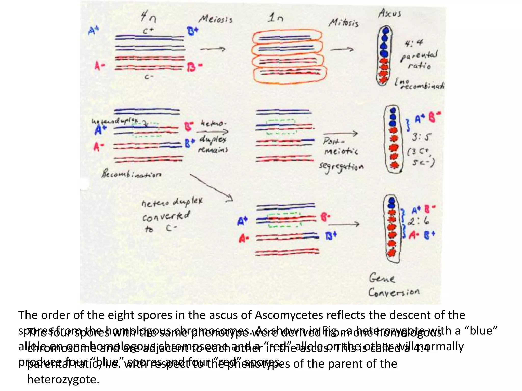 Molecular mechanism of recombination, post meiotic segregation | PPTX