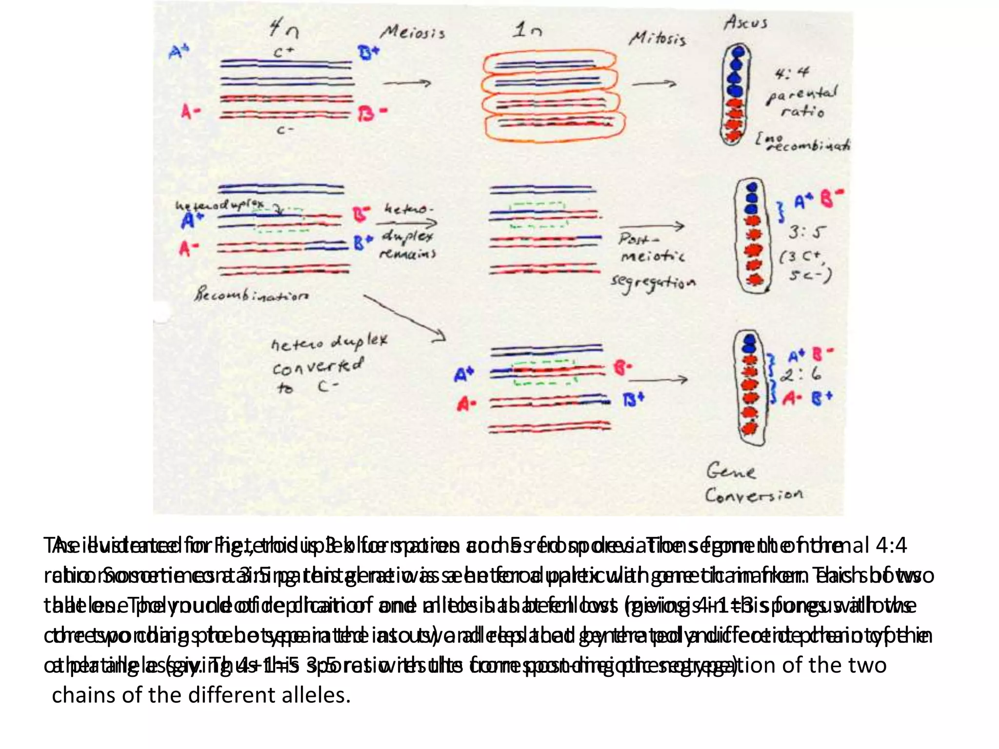 Molecular mechanism of recombination, post meiotic segregation | PPTX