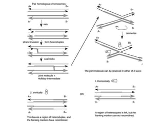 Molecular mechanism of recombination, post meiotic segregation | PPTX
