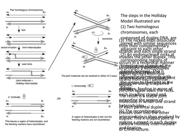 Molecular mechanism of recombination, post meiotic segregation | PPTX