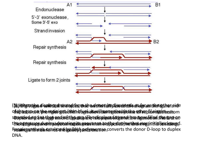 Molecular mechanism of recombination, post meiotic segregation | PPTX
