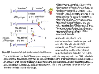 Molecular mechanism of recombination, post meiotic segregation | PPTX